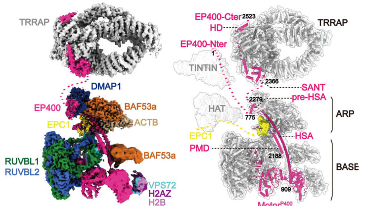 A Better Understanding of DNA Unpacking - Ranish Lab